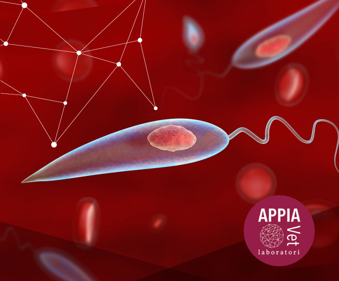 Leishmaniosi canina: linee guida su diagnosi, stadiazione, terapia ...