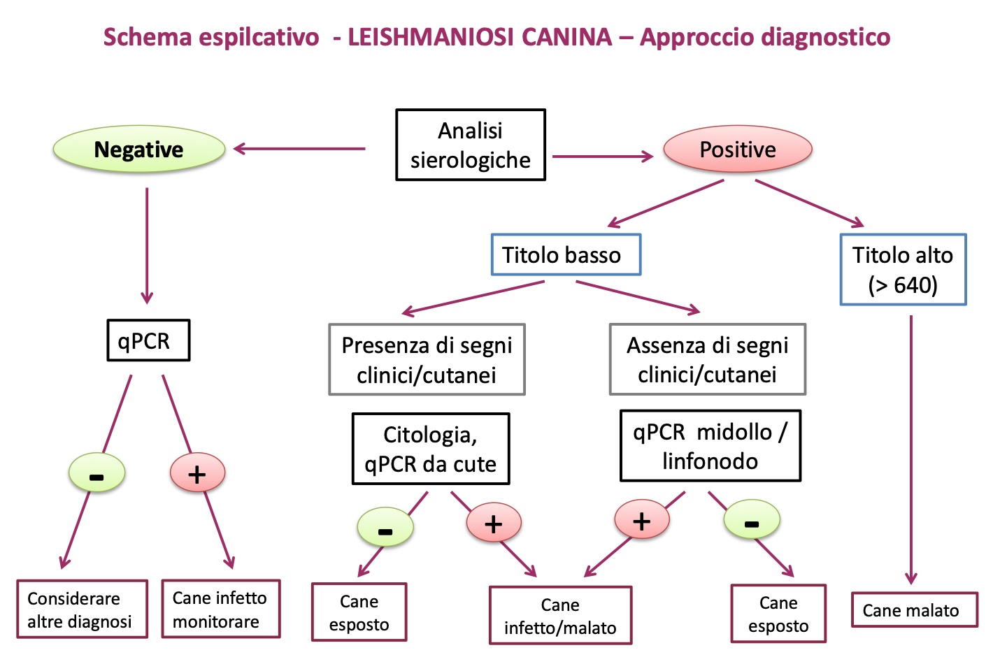 Leishmaniosi canina: linee guida su diagnosi, stadiazione, terapia ...